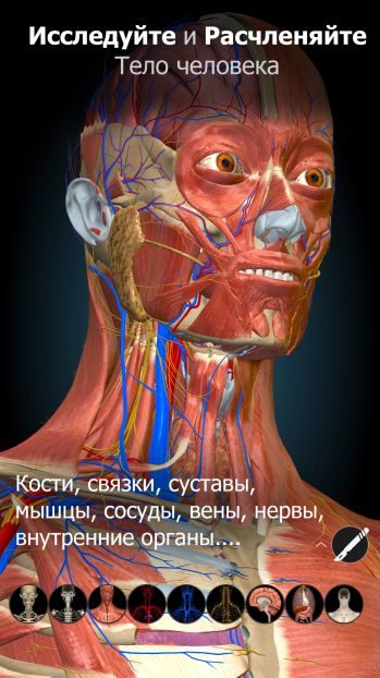 Anatomy Learning (apk) – Скачать для Android